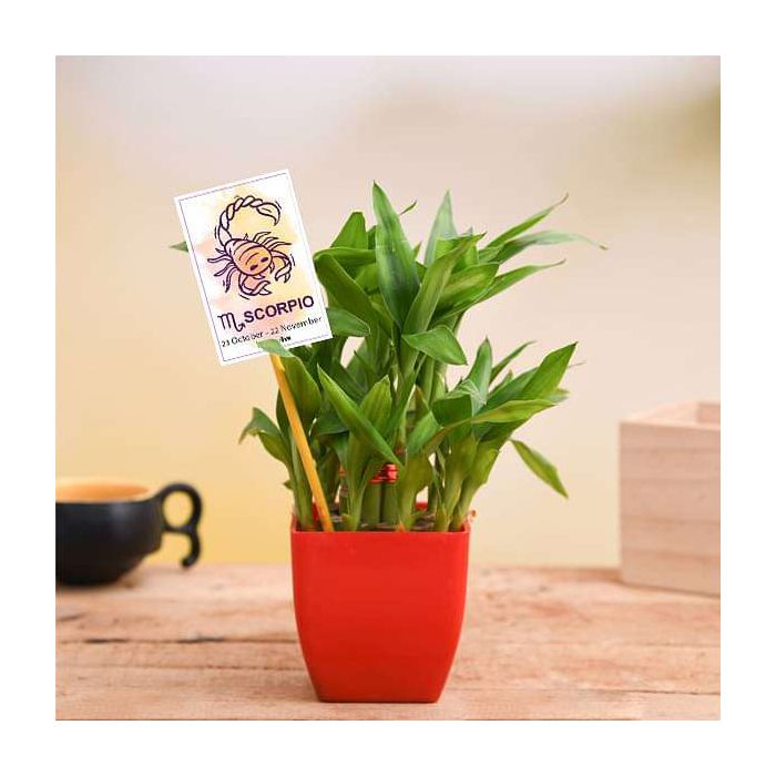 2 Layer Lucky Bamboo for Scorpio or Vrishchika Rashi Plant