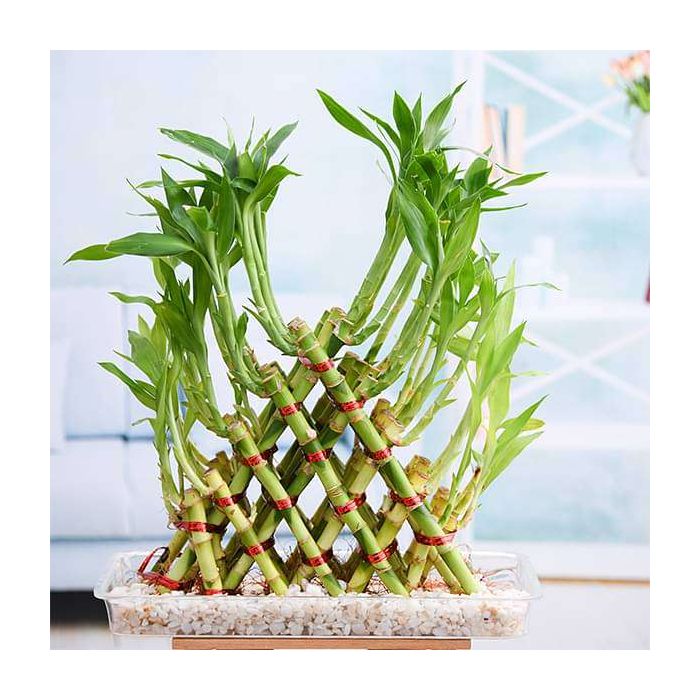 5 Layer Pyramid Lucky Bamboo in a Tray with Pebbles