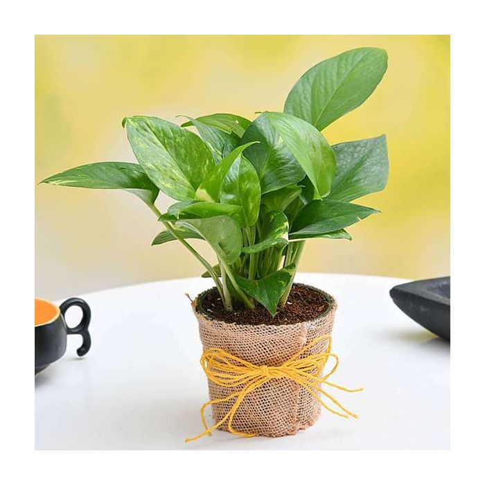 Air Purifier Money Plant with Jute Wrap
