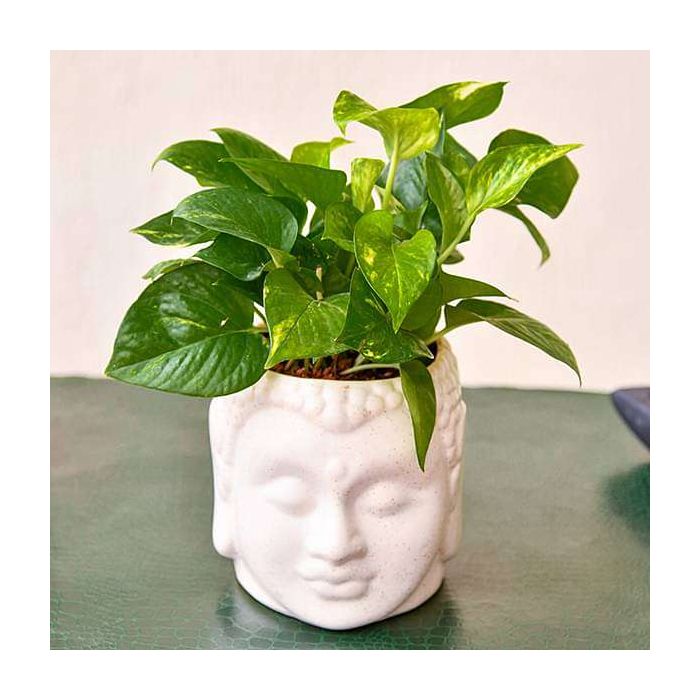 Bring Good Luck with Magnificent Money Plant and Ceramic Pot