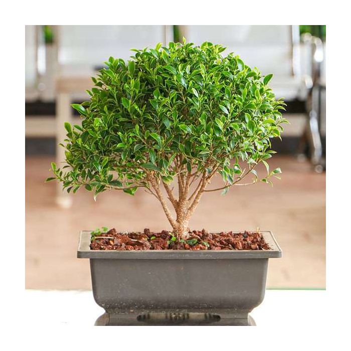 Ficus microcarpa Bonsai Plant