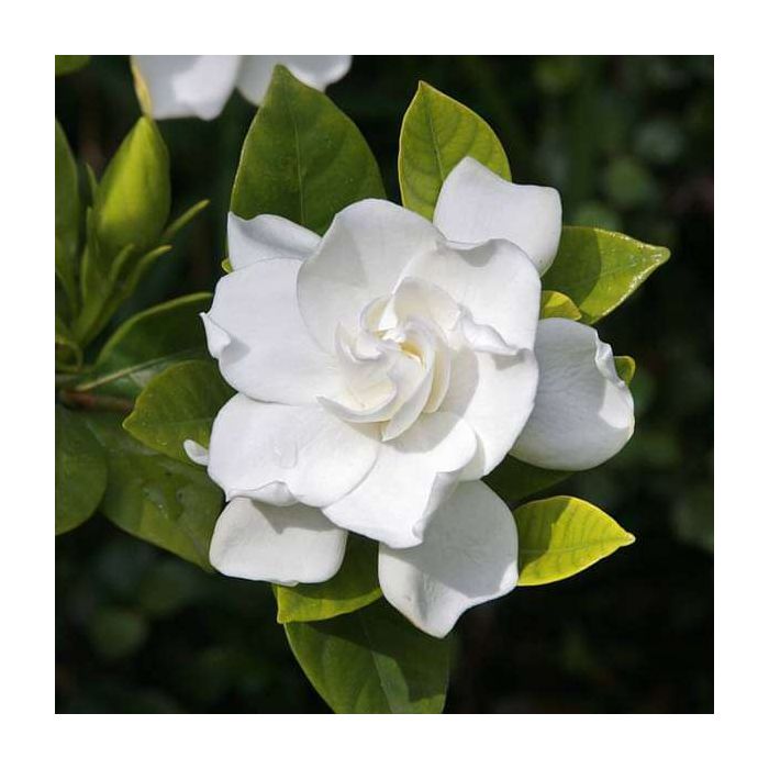 Gardenia Dwarf, Ananta Dwarf - Plant