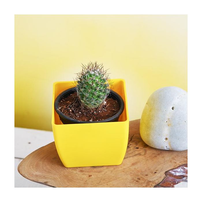 Notocactus rutilans - Cactus Plant