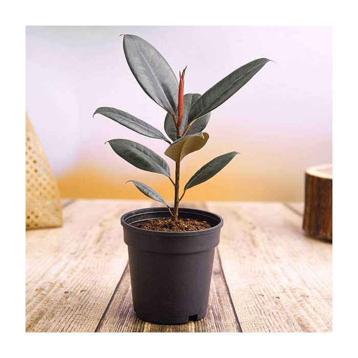 Rubber Tree, Rubber Plant, Ficus Elastica (Robusta) - Plant