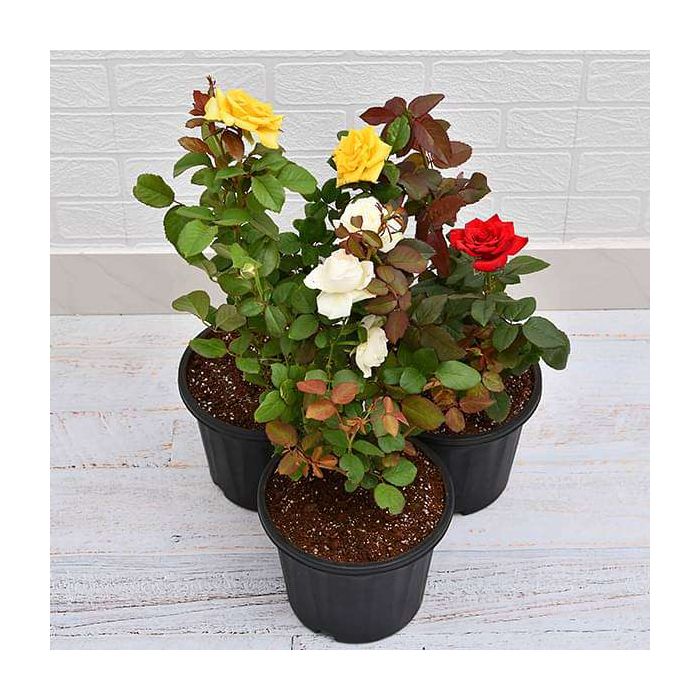 Set of 3 Love Rose Plants Pack