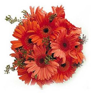 Order Fresh Gerbera Online |Buy/send favorite Gerbera with express delivery